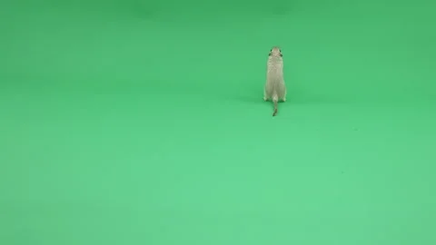 Gerbil D on Green Screen Chroma Key Pt4 ... | Stock Video | Pond5