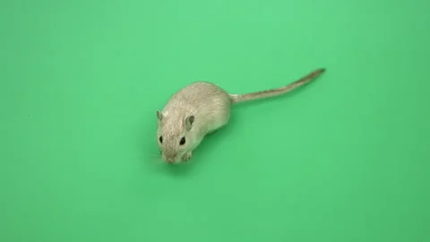 Gerbil E on Green Screen Chroma Key Pt4 ... | Stock Video | Pond5