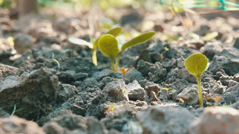 Germ of a newly grown plant in the groun... | Stock Video | Pond5