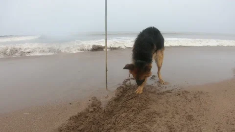 German dog scratching the beach sand. 4K... | Stock Video | Pond5