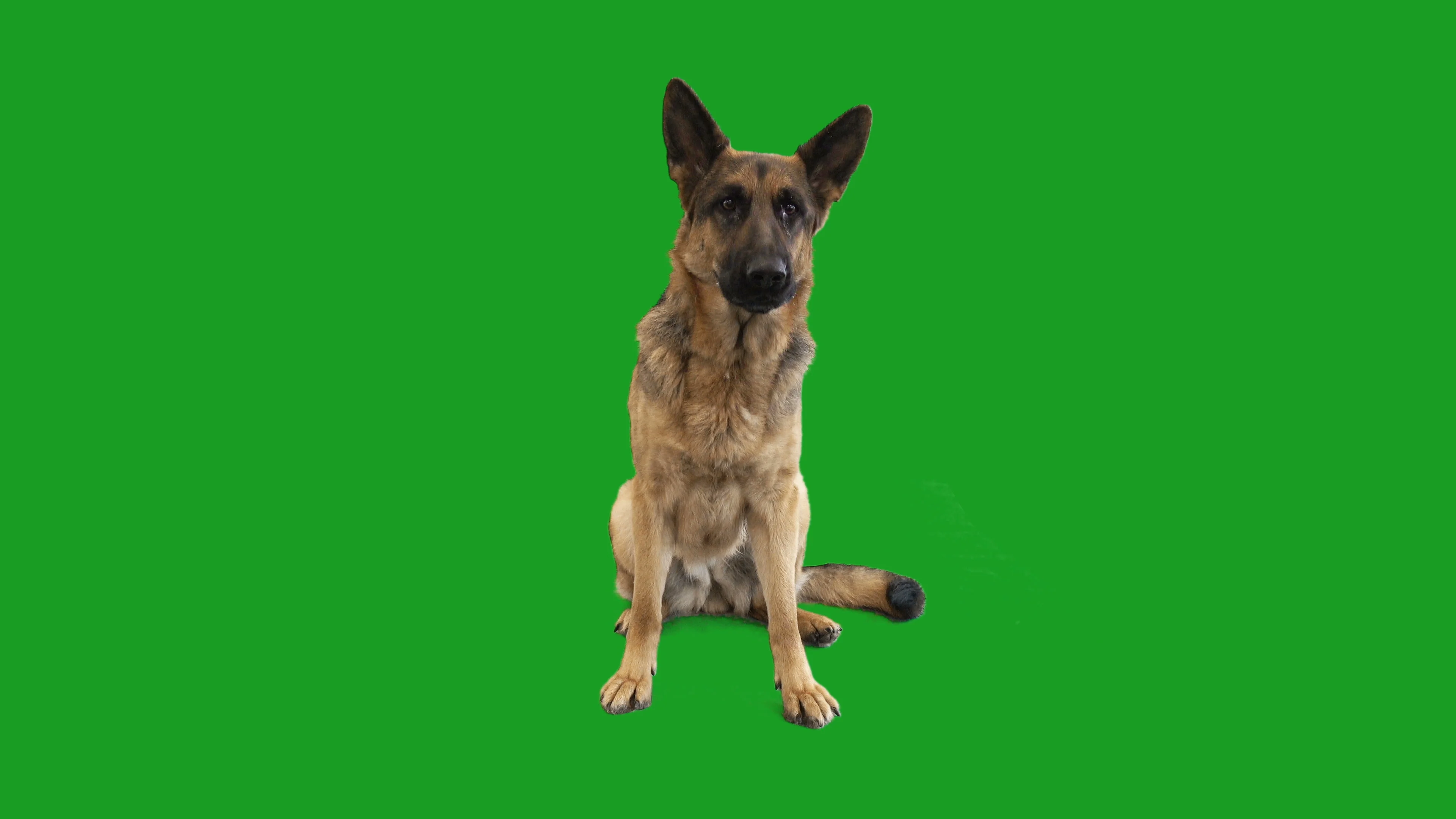 Green German Shepherd