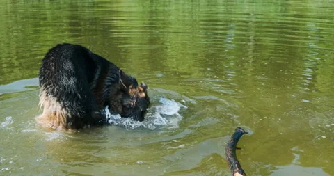 Dog Chasing Tail Stock Videos – Royalty-Free HD & 4K Videos | Pond5