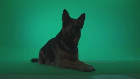 German Shepherd Green Screen Stock Video Footage | Royalty Free German Shepherd Green Screen ...