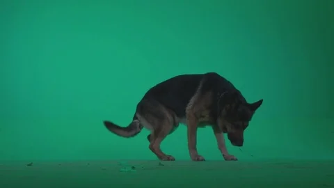 German Shepherd Dog - 4K Green Screen V... | Stock Video | Pond5