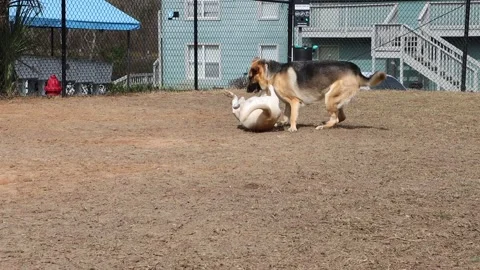 Bull Dog Running Stock Videos – Royalty-Free HD & 4K Videos | Pond5