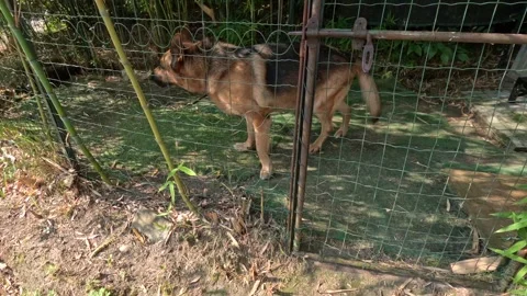 German Shepherd Dog Confined in Outdoor ... | Stock Video | Pond5