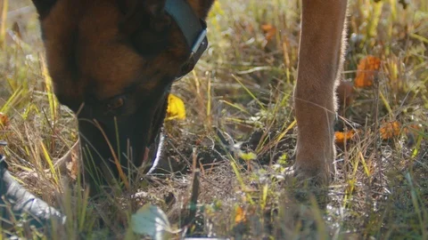 German Shepherd Tongue Stock Videos – Royalty-Free HD & 4K Videos | Page 4