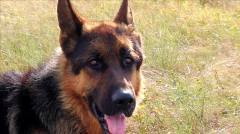 German Shepherd Tongue Stock Videos – Royalty-Free HD & 4K Videos | Page 3