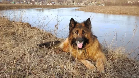 German Shepherd Tongue Stock Videos – Royalty-Free HD & 4K Videos | Page 4