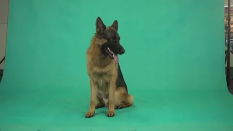 german shepherd dog on green screen, chr... | Stock Video | Pond5