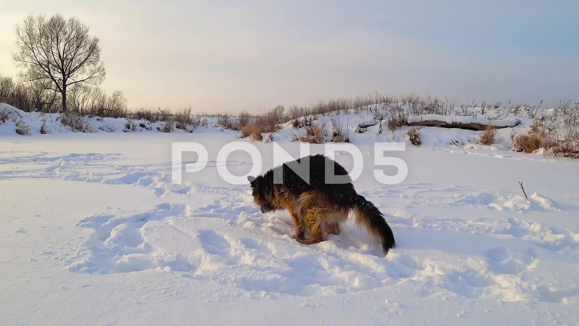 Big German Shepherd Poop