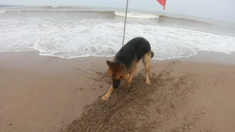 German shepherd dog scratching the sand ... | Stock Video | Pond5
