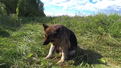 German Shepherd Skin Stock Videos – Royalty-Free HD & 4K Videos