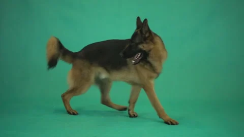 German Shepherd . dog walks on green sc... | Stock Video | Pond5