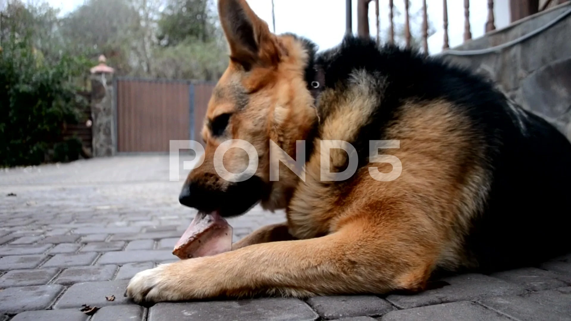 Are Bones Good For German Shepherds
