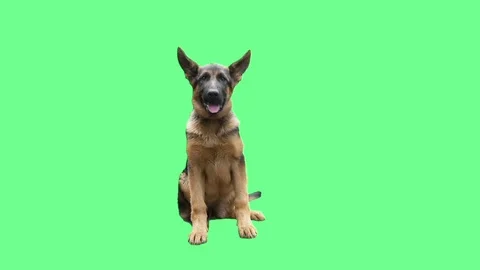 German Shepherd Green Screen Stock Videos – Royalty-Free HD & 4K Videos