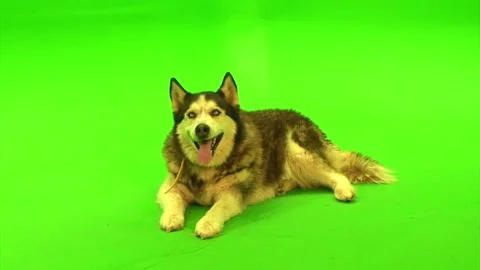 German shepherd laying on a green screen... | Stock Video | Pond5