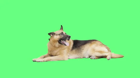 German shepherd looking on green screen | Stock Video | Pond5