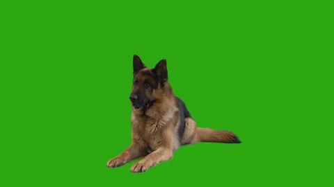 German Shepherd Green Screen Stock Videos – Royalty-Free HD & 4K Videos