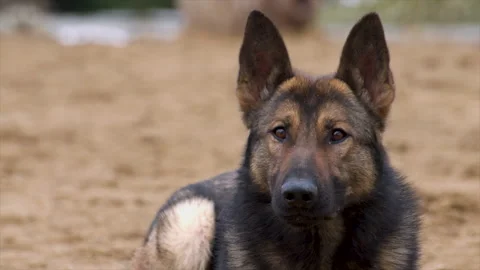 The German Shepherd Malinois mix. The Ma... | Stock Video | Pond5
