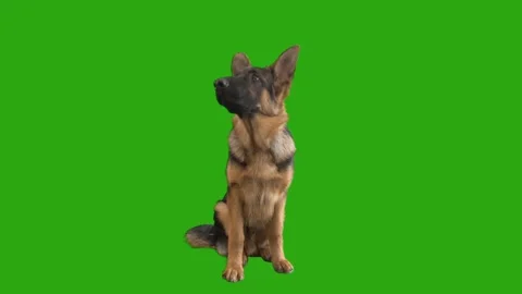 German Shepherd puppy on the green scree... | Stock Video | Pond5