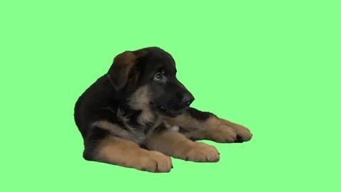 German Shepherd puppy talking on green s... | Stock Video | Pond5