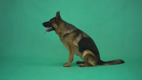 German shepherd sitting on a green scree... | Stock Video | Pond5