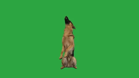 German Shepherd Green Screen Stock Video Footage | Royalty Free German ...
