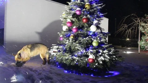 The Shepherds House Stock Videos – Royalty-Free HD & 4K Videos