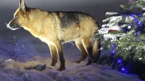 The Shepherds House Stock Videos – Royalty-Free HD & 4K Videos