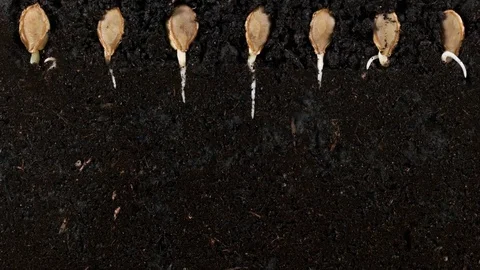 Germinating pumpkin seed roots undergrou... | Stock Video | Pond5