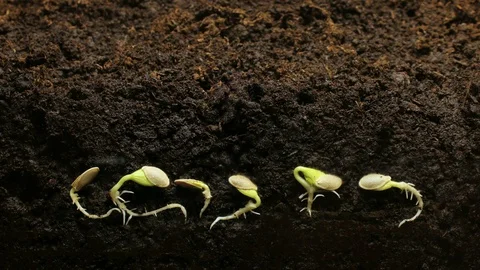 Germinating Seed Growing in Ground Agric... | Stock Video | Pond5