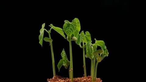 Bean Seed Germination Stock Footage ~ Royalty Free Stock Videos | Pond5