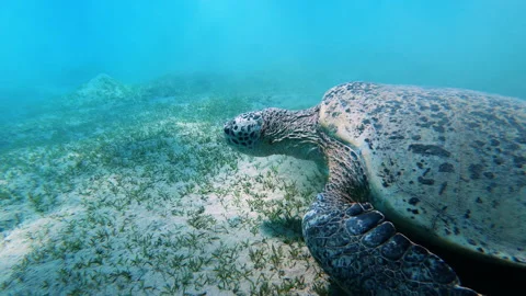 Getting closer to a Green sea turtle at ... | Stock Video | Pond5