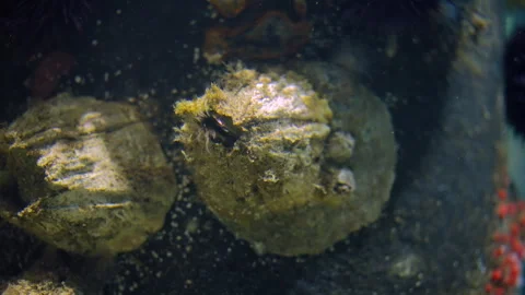 Giant Acorn Barnacle peeking out of shel... | Stock Video | Pond5