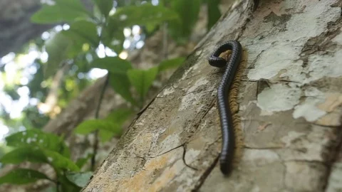 Giant Millipede Stock Footage ~ Royalty Free Stock Videos | Page 5
