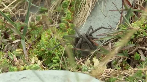 Giant alpine spider endangered by climat... | Stock Video | Pond5