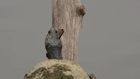 Giant River Stock Video Footage | Royalty Free Giant River Videos | Pond5