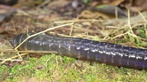 Giant Earthworm Stock Videos – Royalty-Free HD & 4K Videos | Pond5