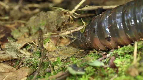 Giant Earthworm Stock Footage ~ Royalty Free Stock Videos | Pond5