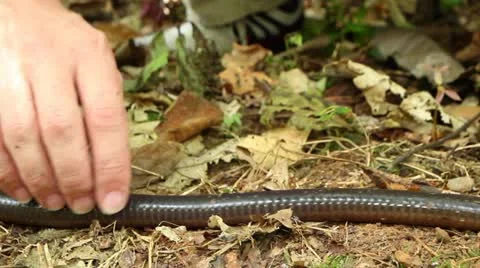 Giant Earthworm Stock Footage ~ Royalty Free Stock Videos | Pond5