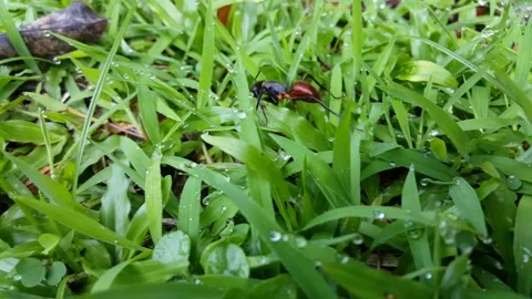 Giant ant running crazily, while camera ... | Stock Video | Pond5