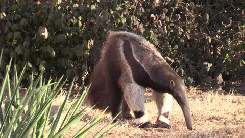 Anteater Stock Videos – Royalty-Free HD & 4K Videos