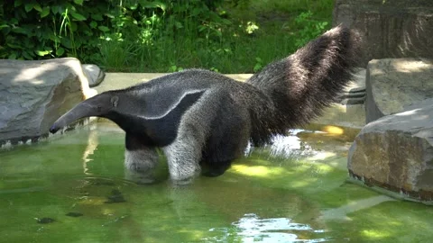 Giant Anteater refreshes in the water | Stock Video | Pond5