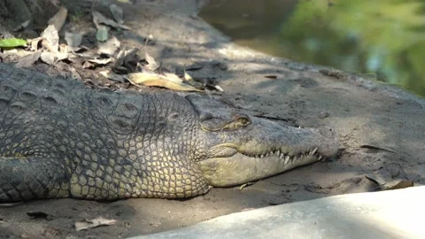 Giant apex predator saltwater crocodile,... | Stock Video | Pond5