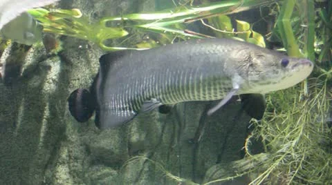 Arapaima Stock Videos – Royalty-Free HD & 4K Videos | Pond5