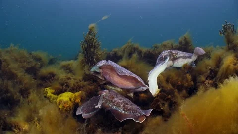 Giant Australian Cuttlefish Sepia apama ... | Stock Video | Pond5