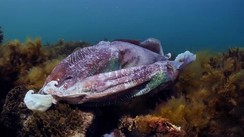 Giant Australian Cuttlefish Sepia apama ... | Stock Video | Pond5