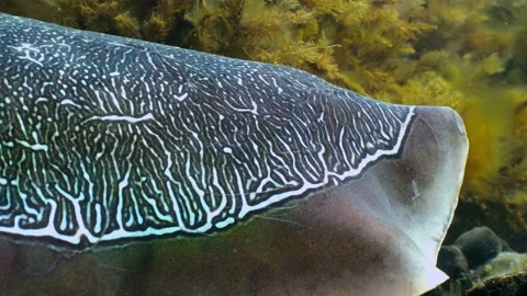 Giant Australian Cuttlefish Sepia apama ... | Stock Video | Pond5