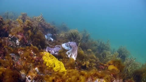 Giant Australian Cuttlefish Sepia apama ... | Stock Video | Pond5